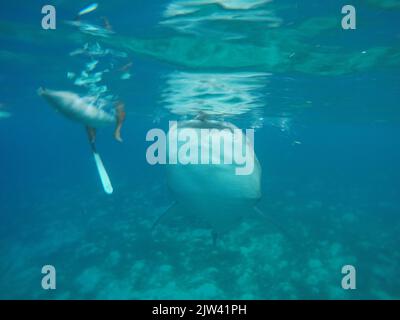 Whale shark or basking shark (Rhincodon typus) in Donsol, Philippines ...