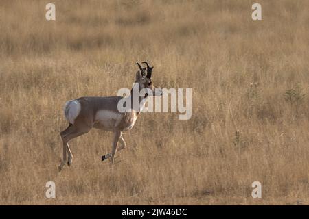 An Antelope out on the prairie of Colorado Stock Photo - Alamy