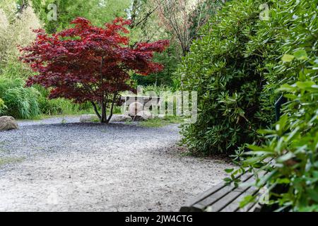 Gorgeously red Japanese full-moon maple. Red maple. Landscape design ...