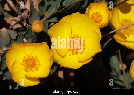 Yellow flowering solitary cymose inflorescences of Dendromecon Rigida ...