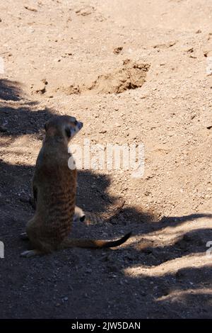 Meerkat standing at observing position at sandy land near wood Stock ...
