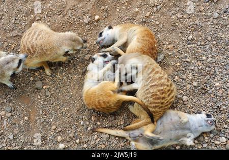 Meerkats laying on sandy ground playing with each other Stock Photo - Alamy