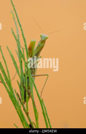 A praying mantis, captured in its natural habitat within a national ...