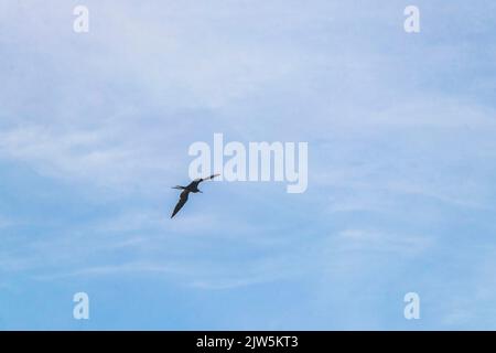 Fregat bird birds flock are flying around with blue sky clouds ...