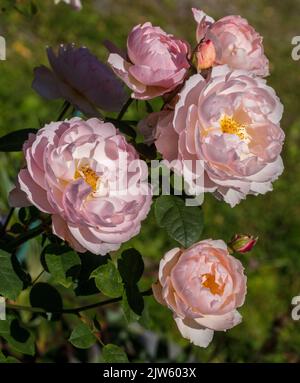 Rosa rose ' Gentle Hermione ' English roses growing and flowering ...