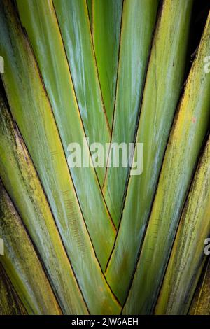 Palm tree details in a rainforest at Albrook, Panama City, Republic of ...