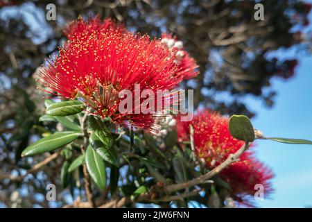 Pohutukawa trees in full bloom at Takapuna beach in summer, out-of ...