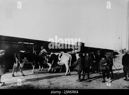 Image of the transport of cows by train in Zwolle Stock Photo - Alamy