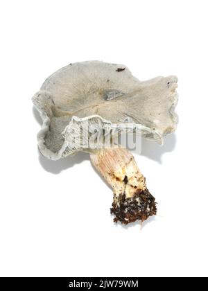 Aniseed isolated on white background, Star anise spice seeds pile Stock ...