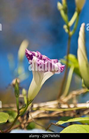 A vertical shot of the Morning Glory Spring in Yellowstone National ...