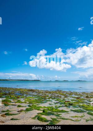Seaweed, Isles of Scilly, Cornwall, England Stock Photo - Alamy