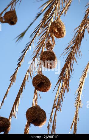 A vertical closeup shot of baya weaver bird nests hanging from palm ...