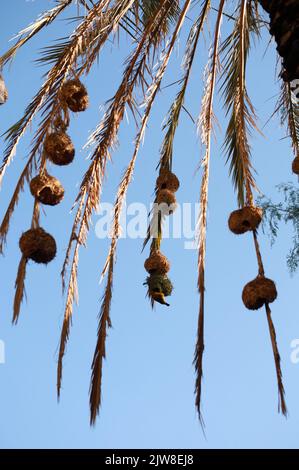 A vertical shot of a palm tree with coconuts Stock Photo - Alamy