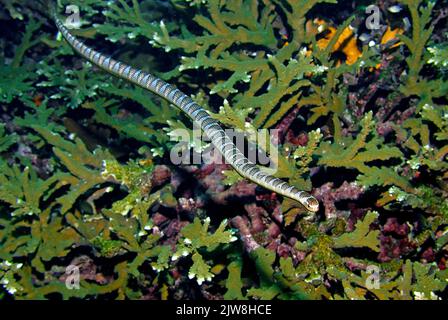 Blue Coral Snake Stock Photo - Alamy