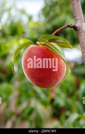 Peaches, Orchard, Southwestern Michigan, USA, by James D Coppinger ...