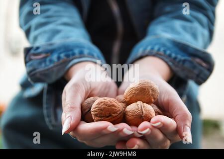 Defocus female hands holding walnuts. Woman has nuts on shell. Healthy ...