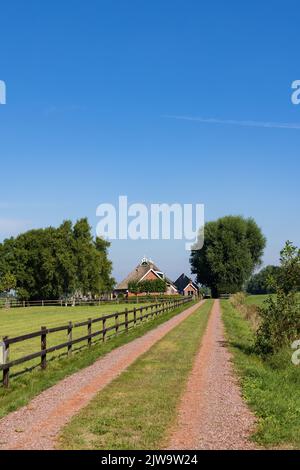 Unpaved farm road surrounded by trees. Dirt road. Shadow of the trees ...