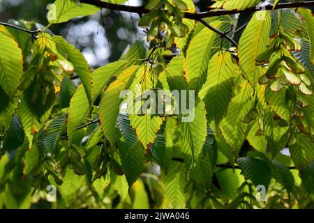 hornbeam maple, Érable à feuilles de charme, Hainbuchenblättriger Ahorn ...