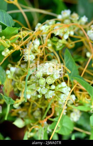 Yellow Dodder - Cuscuta campestris Stock Photo - Alamy
