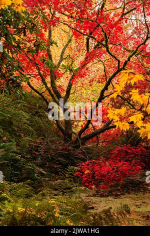 Washington Park Arboretum in Seattle Stock Photo - Alamy