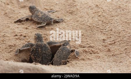Multiple Loggerhead baby sea turtles hatching at a turtle farm in ...