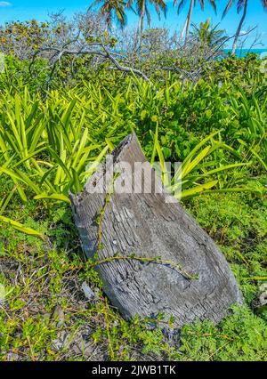 Amazing landscape panorama view with sawed off broken palm trees trunk ...