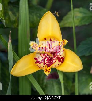 Botany - Iridaceae - Mexican shellflower or Mexican tiger flower ...