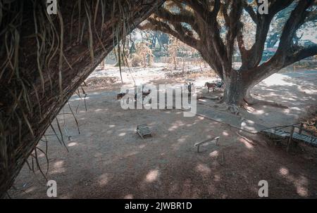 de Djawatan Forest in Banyuwangi, East Java, Indonesia Stock Photo - Alamy