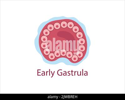 Gastrula. The cells of endoderm and ectoderm. The stage of segmentation ...