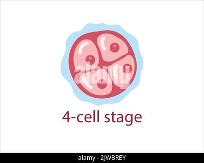 Illustration of zygote stage embryo. zygote cell stage icon. Vector ...