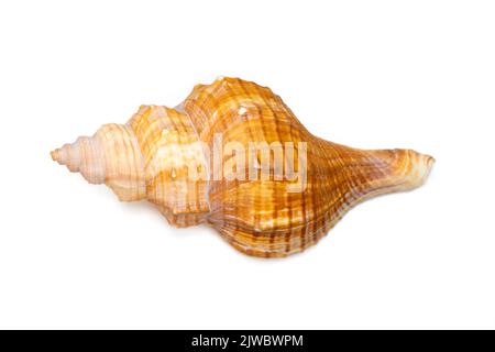Image of Trapezium Horse Conch / Striped Fox Conch seashell ...
