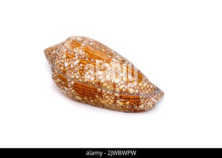 Image of conus omaria patonganus sea shell is a species of sea snail, a ...