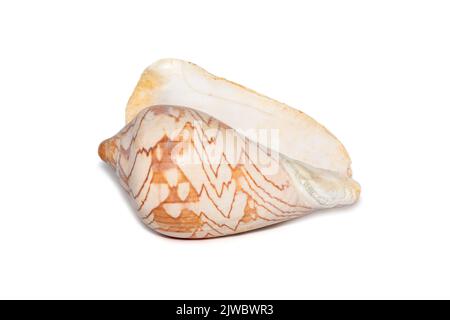 Image of cymbiola nobilis sea shell is a marine gastropod mollusk in ...