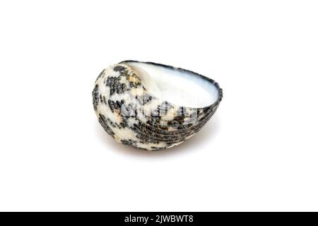 Image of nerita undata shell is a species of sea snail, a marine ...