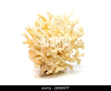 Image of dead white coral cubes on a white background. Undersea Animals ...
