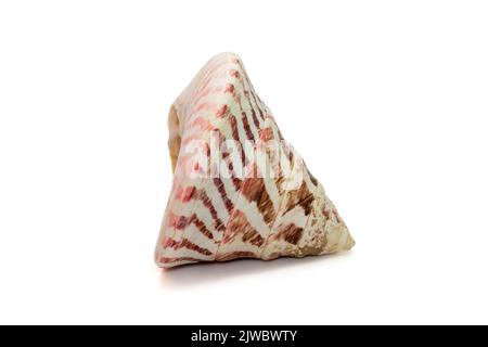 Image of Rochia nilotica, common name the commercial top shell, is a ...