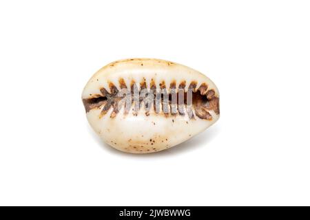 Luria isabella, common names Isabel's cowry, Isabella cowry or fawn ...