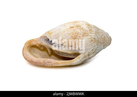 Image of very old white phalium granulatum sea shell isolated on white ...