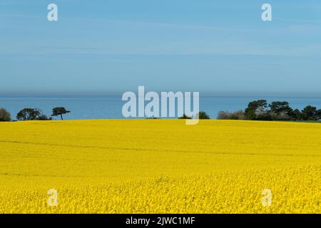 Canola field with sea view, Amager-Bornholm, Denmark Stock Photo - Alamy