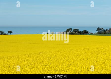 View to the Baltic Sea with canola field Stock Photo - Alamy