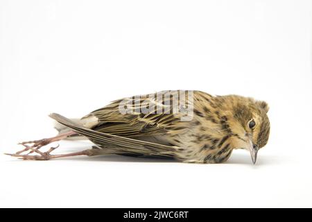 Dead bird. Deceased Tree Pipit in Latin Anthus Trivialis. On the ground ...