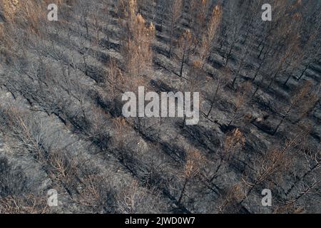 pine forest devastated by forest fire, aerial view Stock Photo - Alamy