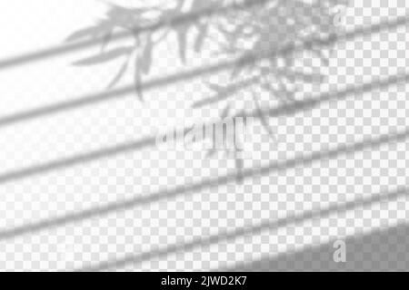Scenes of natural lighting.Soft shadow form window and plants, light ...