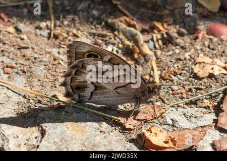 Closeup of the Striped Grayling , Hipparchia fidia , posing on a stone ...