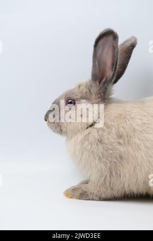 Side view of white rabbit sitting, looking at christmas tree decorated ...