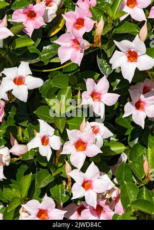 Sundaville Flower - Mandevilla sanderi Stock Photo - Alamy