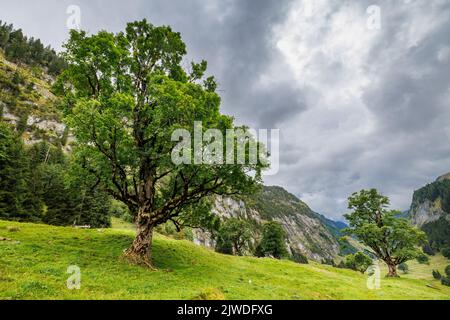 giant sycamore maple trees in Gental, Bernese Highlands Stock Photo - Alamy