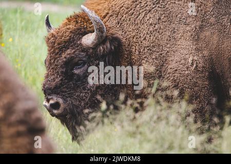 A closeup shot of a giant European bison with horns in a greenfield ...