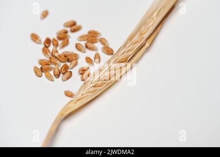 Several grains of cereals, natural dry grain Stock Photo - Alamy