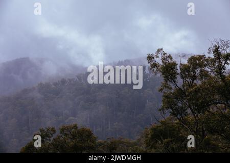Woods Point Rd Drive in Victoria Australia Stock Photo - Alamy